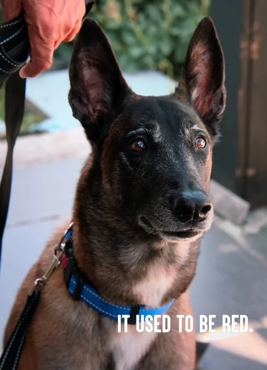 Rex | Jay & Mikey Wiki | Fandom