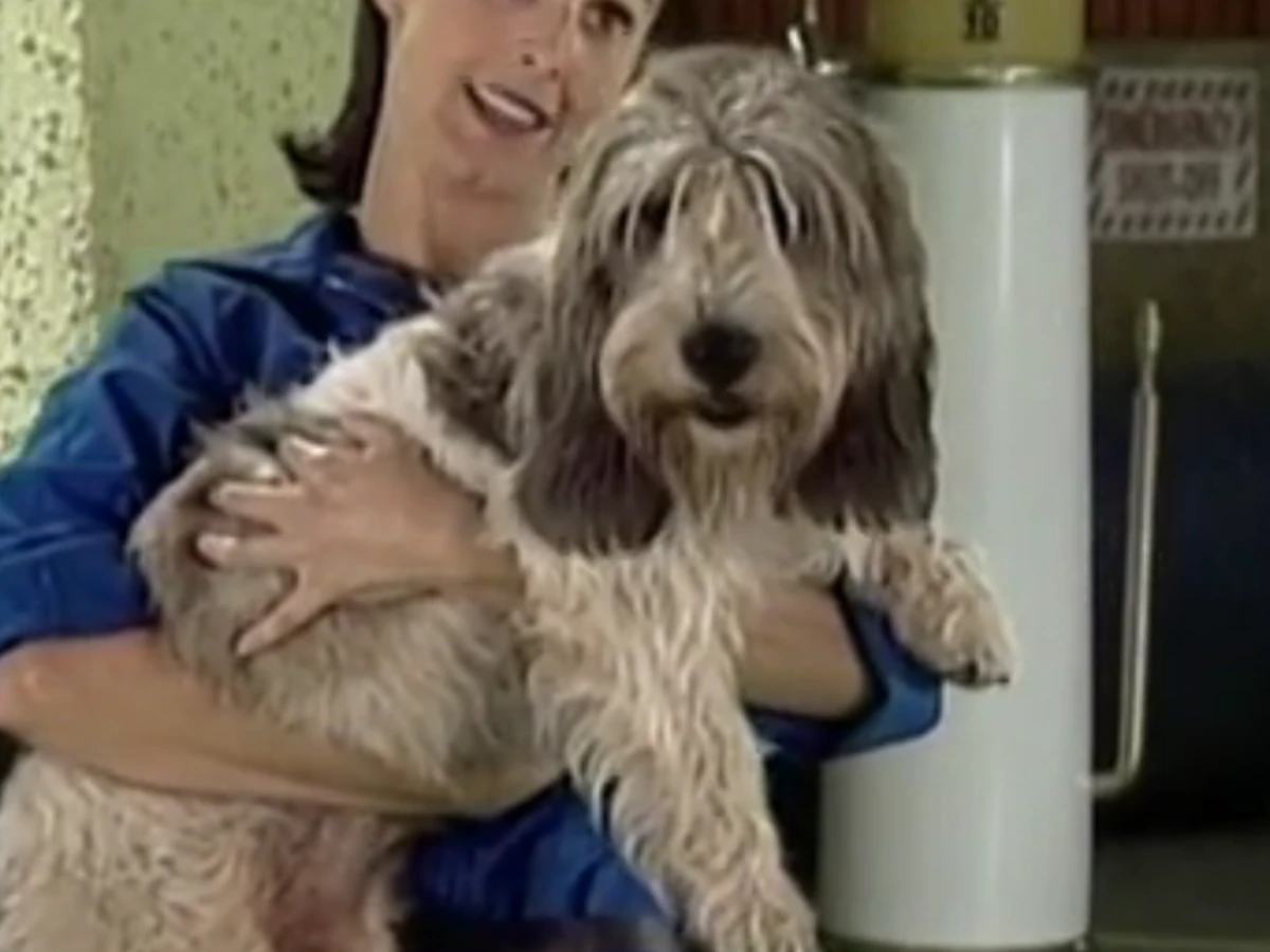 King | Jay Jay the Jet Plane wiki | Fandom