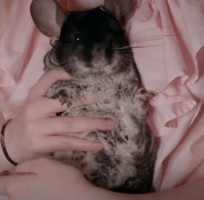 Elmo | Jazmin Bean Wiki | Fandom