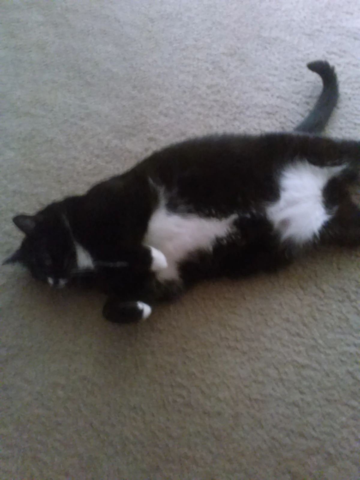 Jazzy the cat | Jazzy Wiki | Fandom