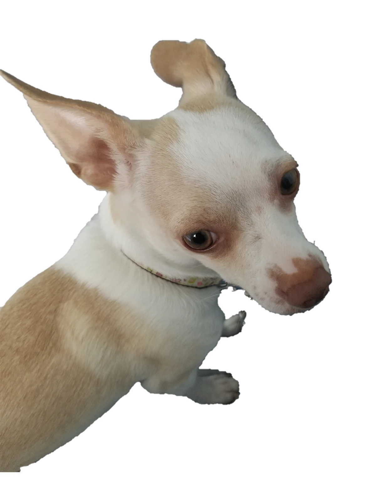 Ziva the dog | Jazzy Wiki | Fandom