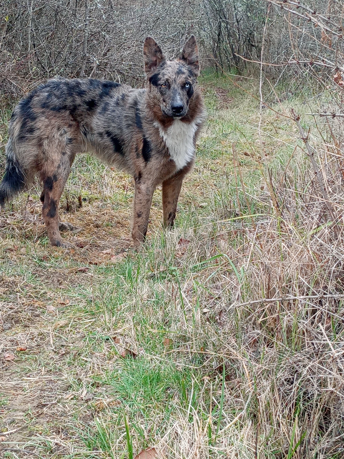 Gerbold | Wiki Jean-Bru | Fandom