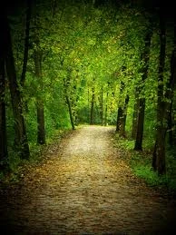 Forest of Haon-Dor | JediMUD Wiki | Fandom