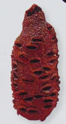 Sidi-Kürbis | Jedipedia | Fandom