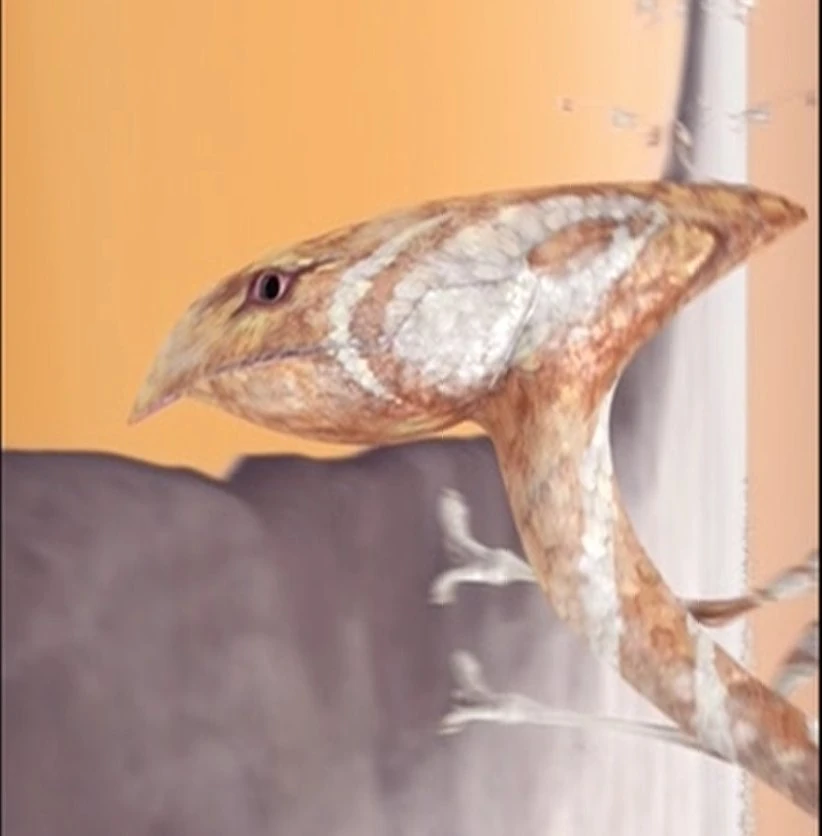 Abafar-Laufvogel | Jedipedia | Fandom