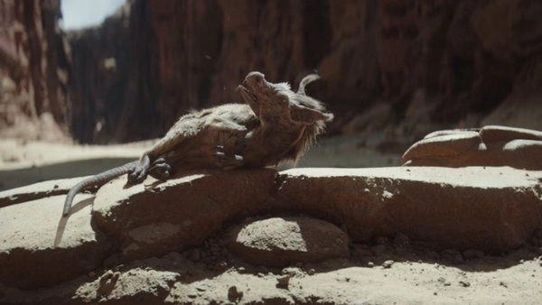 Womp-Ratte | Jedipedia | Fandom