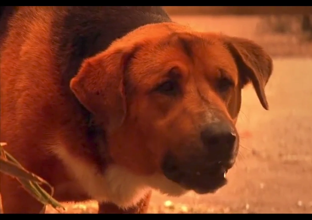 Mac | Wiki JEEPERS CREEPERS EN ESPAÑOL | Fandom