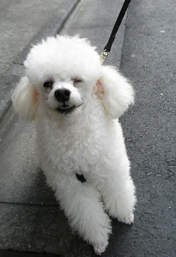 Poodle | The Jeerie Wiki | Fandom