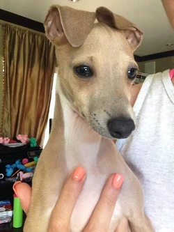 Italian Greyhound Peach