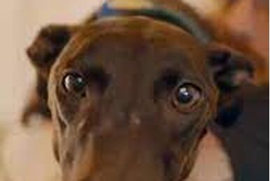 Miniatur Italienischer Windspielhund Kermit Kleiner Italienischer