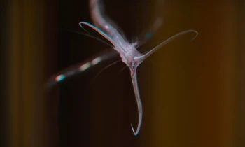 Najin (parasite) | Gyeongseong Creature Wiki | Fandom