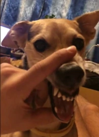 La La Dog | Jerma Lore Wiki | Fandom