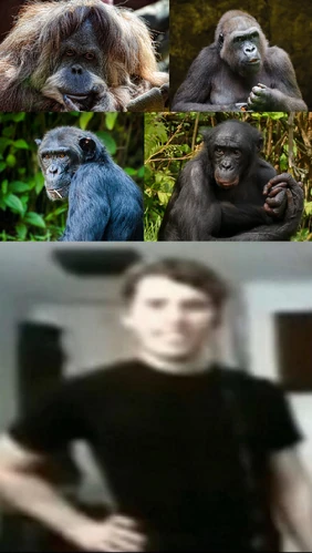 Hominidae (Great Apes) | Jerma Lore Wiki | Fandom