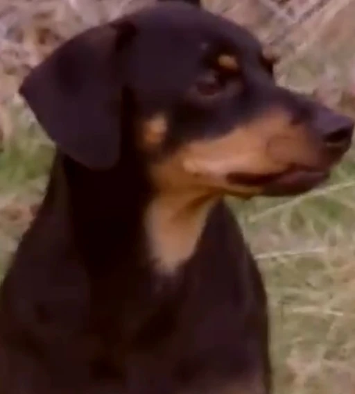 Otto | Jerma Lore Wiki | Fandom