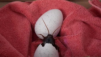 Cockroaches | JesseAndMike Wiki | Fandom