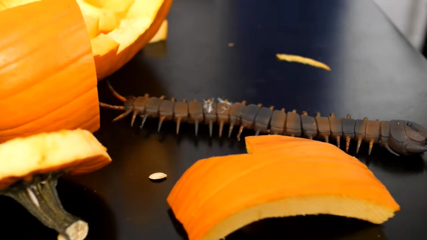 Giant Centipede Bug! | JesseAndMike Wiki | Fandom