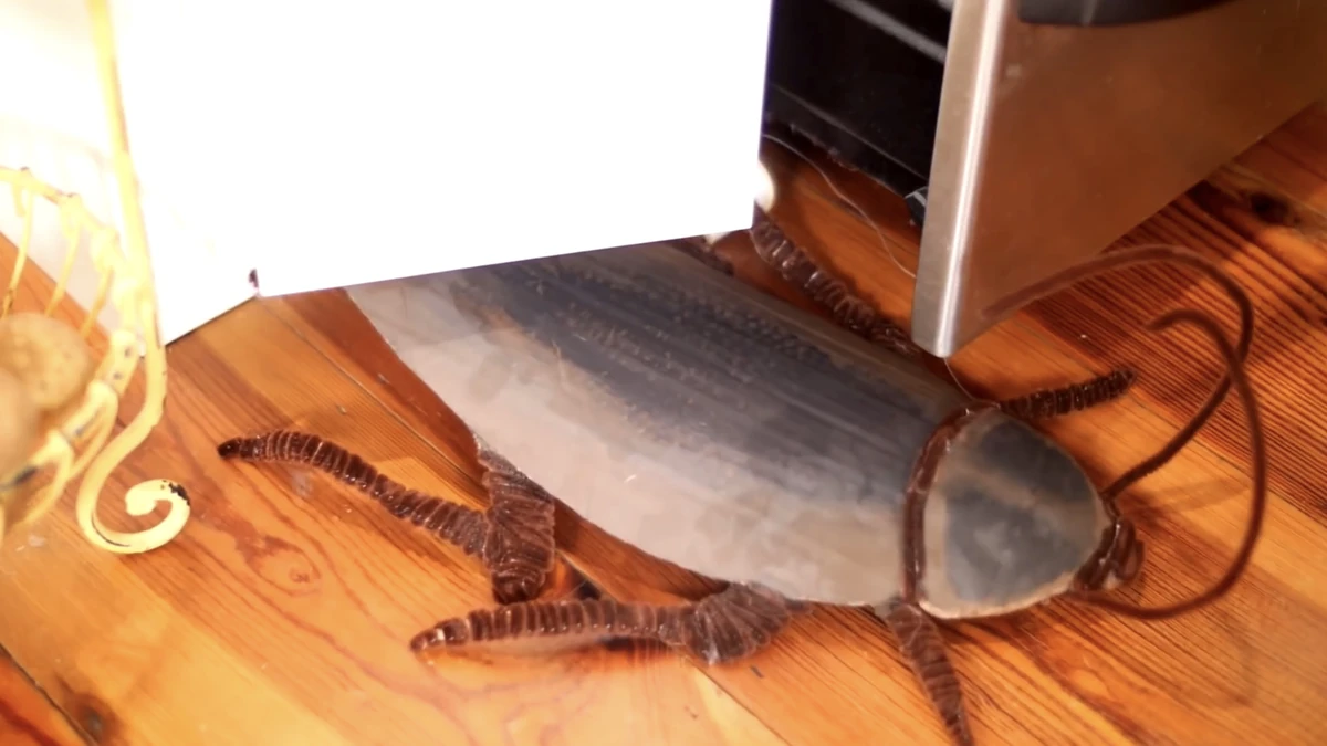 GIANT COCKROACH! | JesseAndMike Wiki | Fandom