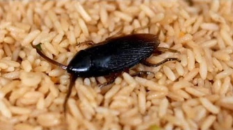 COCKROACH IN RICE! | JesseAndMike Wiki | Fandom