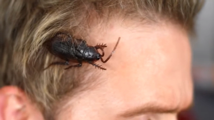 Roach Surprise In Hair! | JesseAndMike Wiki | Fandom