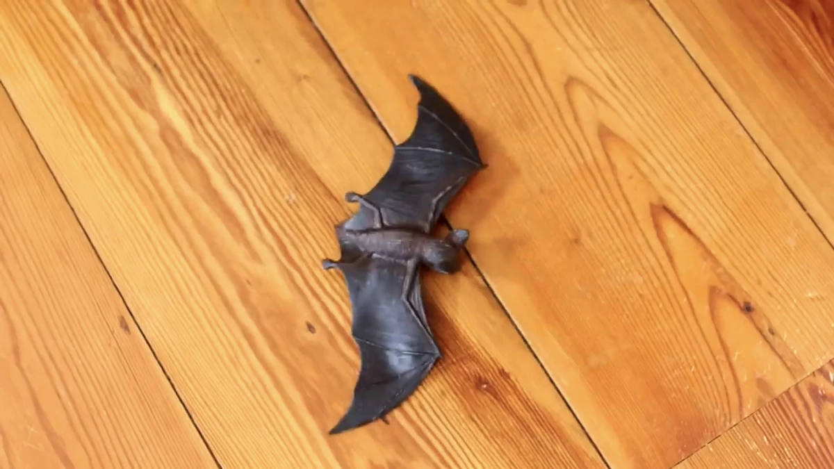Bats | JesseAndMike Wiki | Fandom