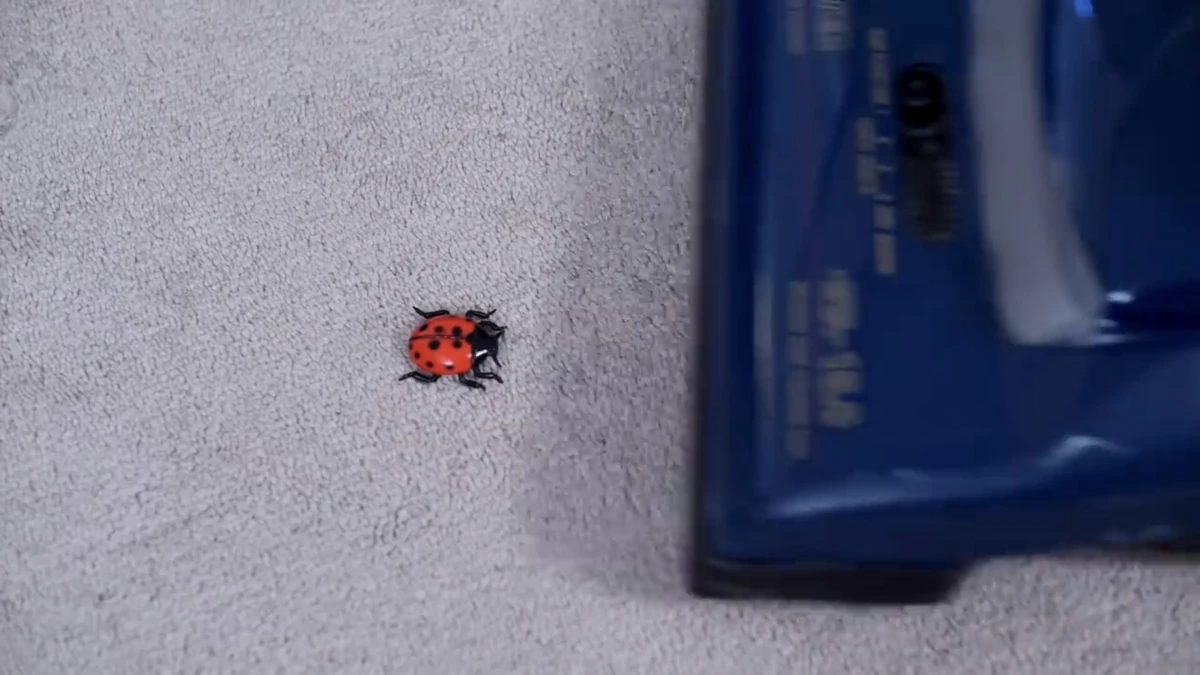 WORLD'S LARGEST LADYBUG! | JesseAndMike Wiki | Fandom