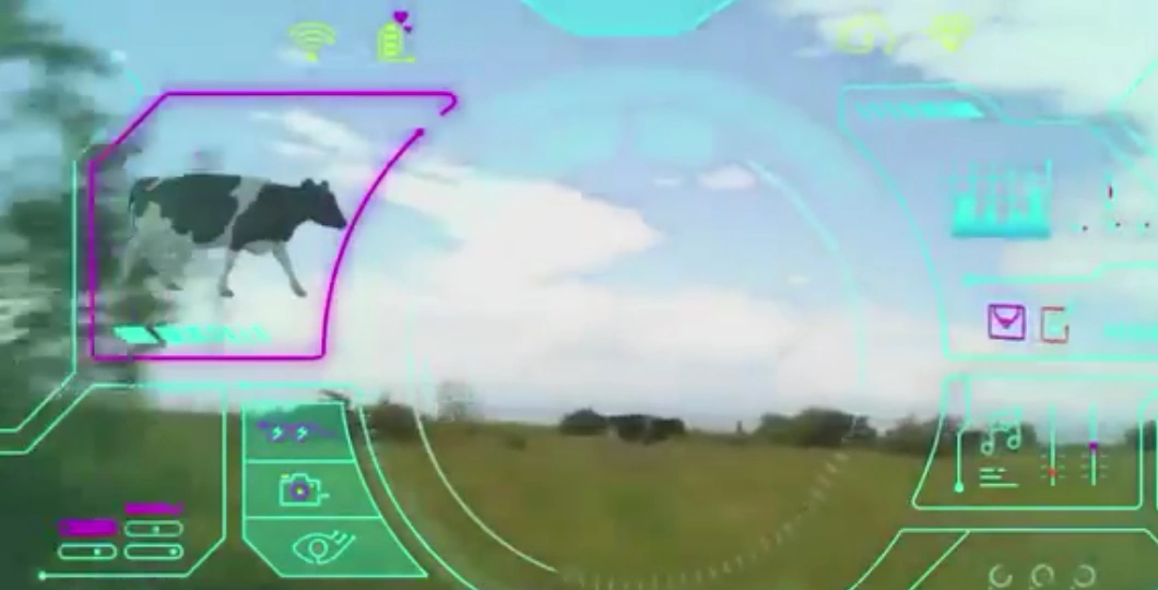 Krowy | Jestem Franky Wiki | Fandom