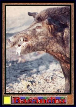 Animals of Amber | Jeweled Amber Wiki | Fandom