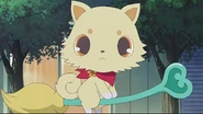 Kohaku/Image Gallery | Jewel Pet Wiki | Fandom