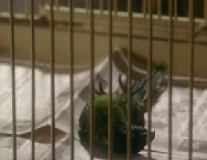 What happened to Zippy? | John From Cincinnati Wiki | Fandom