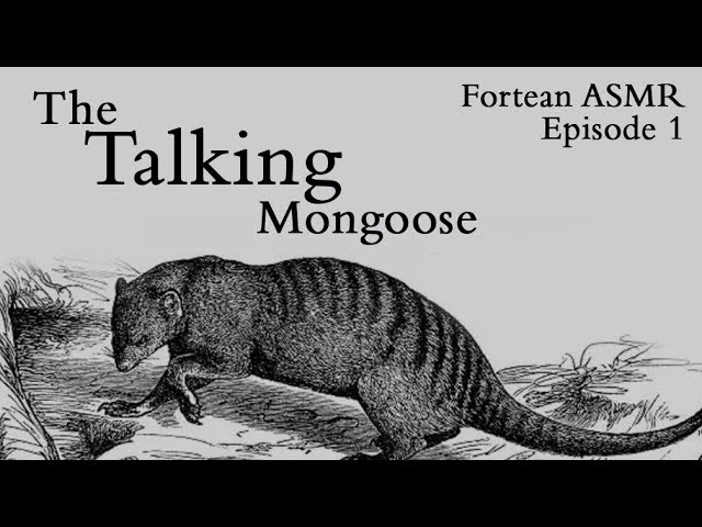 The Talking Mongoose – Fortean | Jimち's Wild Wiki | Fandom