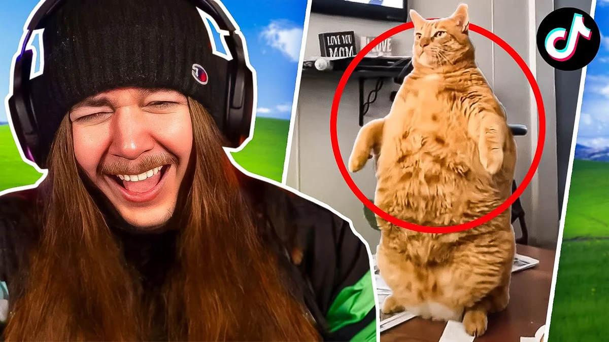 Unnamed TikTok series | JimmyHere Wiki | Fandom