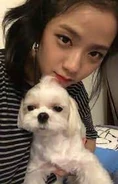 Dalgom | Jisoo Wiki | Fandom