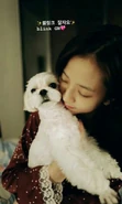 Dalgom | Jisoo Wiki | Fandom