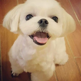 Dalgom | Jisoo Wiki | Fandom