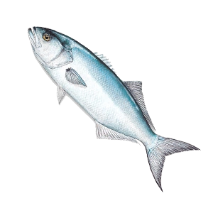 Atul | Wiki Jjdh | Fandom