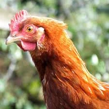 Kidding Chicken | JJSPACER Wiki | Fandom