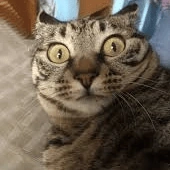 THE BETA FEMALE DIFFICULTY | JJT But Better (Not Official) Wiki | Fandom