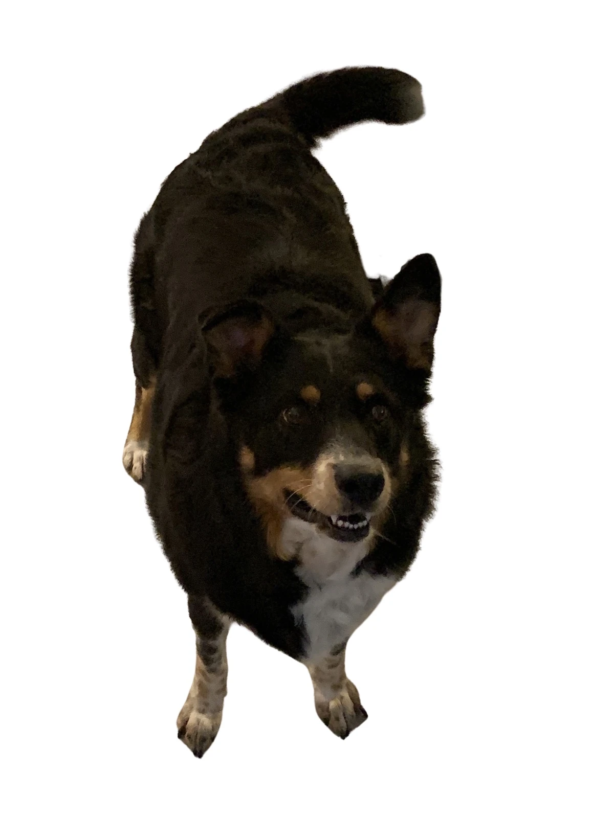 Jacob The Dog | Jerry Mouse Island Wiki | Fandom