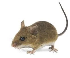 Mouse | Jerry Mouse Island Wiki | Fandom