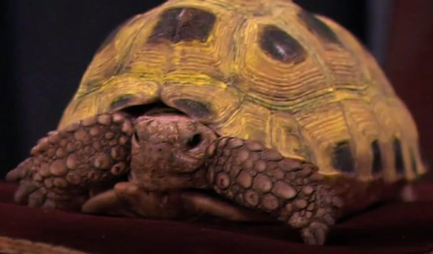 Turtle | Joemamapichu Wiki | Fandom