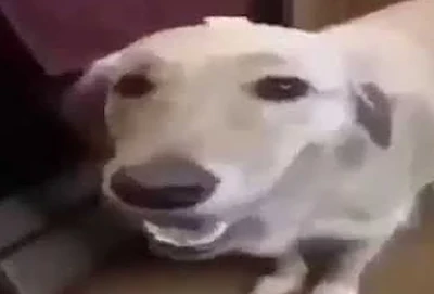 Hugo | Joe's Galaxy Wiki | Fandom