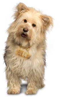 P.U.P. | Pup Star Wiki | Fandom