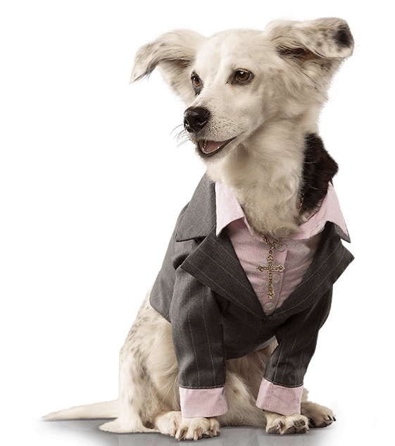 Julio | Pup Star Wiki | Fandom