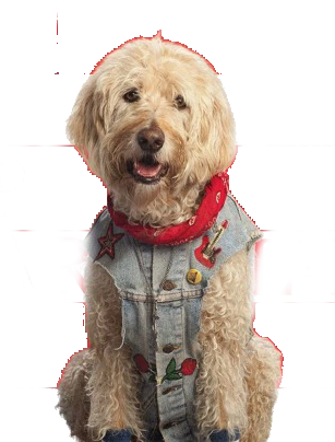 Charlie | Pup Star Wiki | Fandom