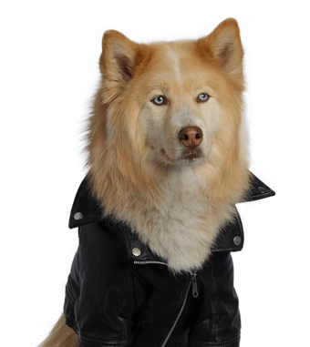 Bark | Pup Star Wiki | Fandom