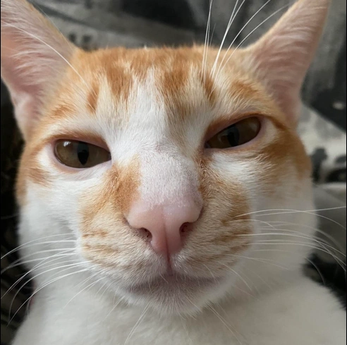 Horatio Comix | Jolinph Wiki | Fandom