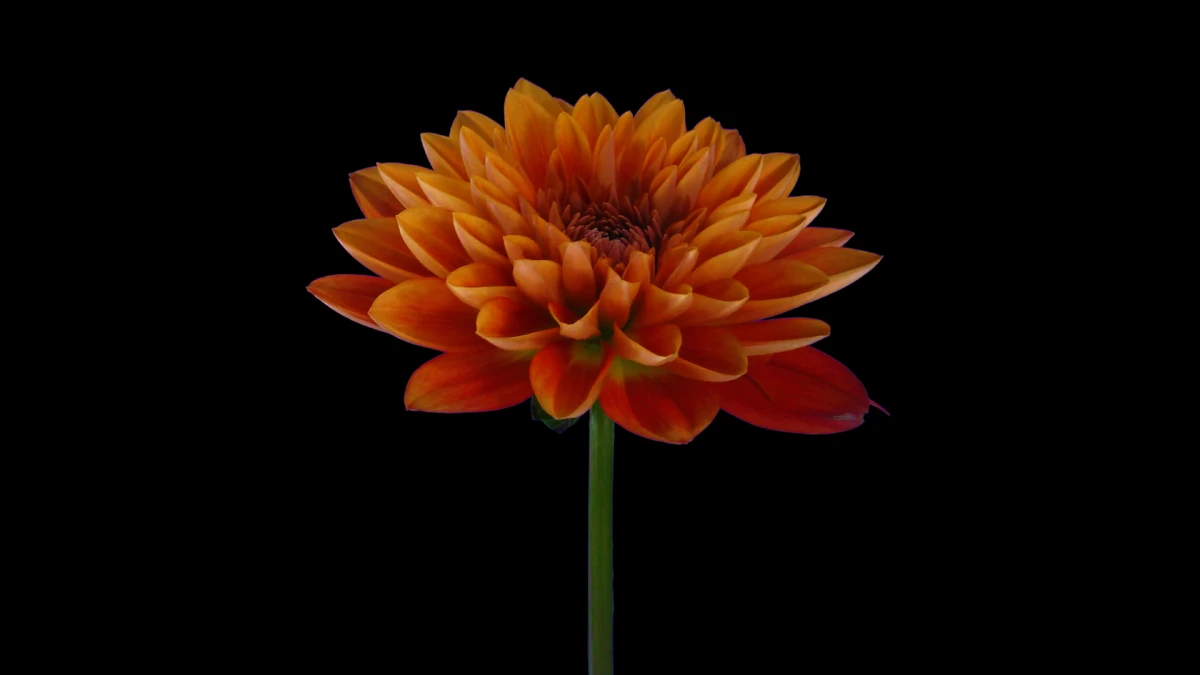 Witchfire | Joltan's Secret Wiki | Fandom