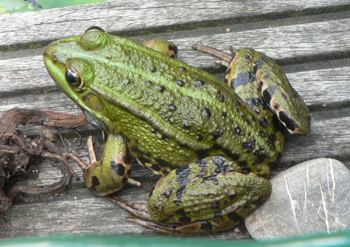 Frosch Jonathan Strouds Bartimäus Wiki Fandom