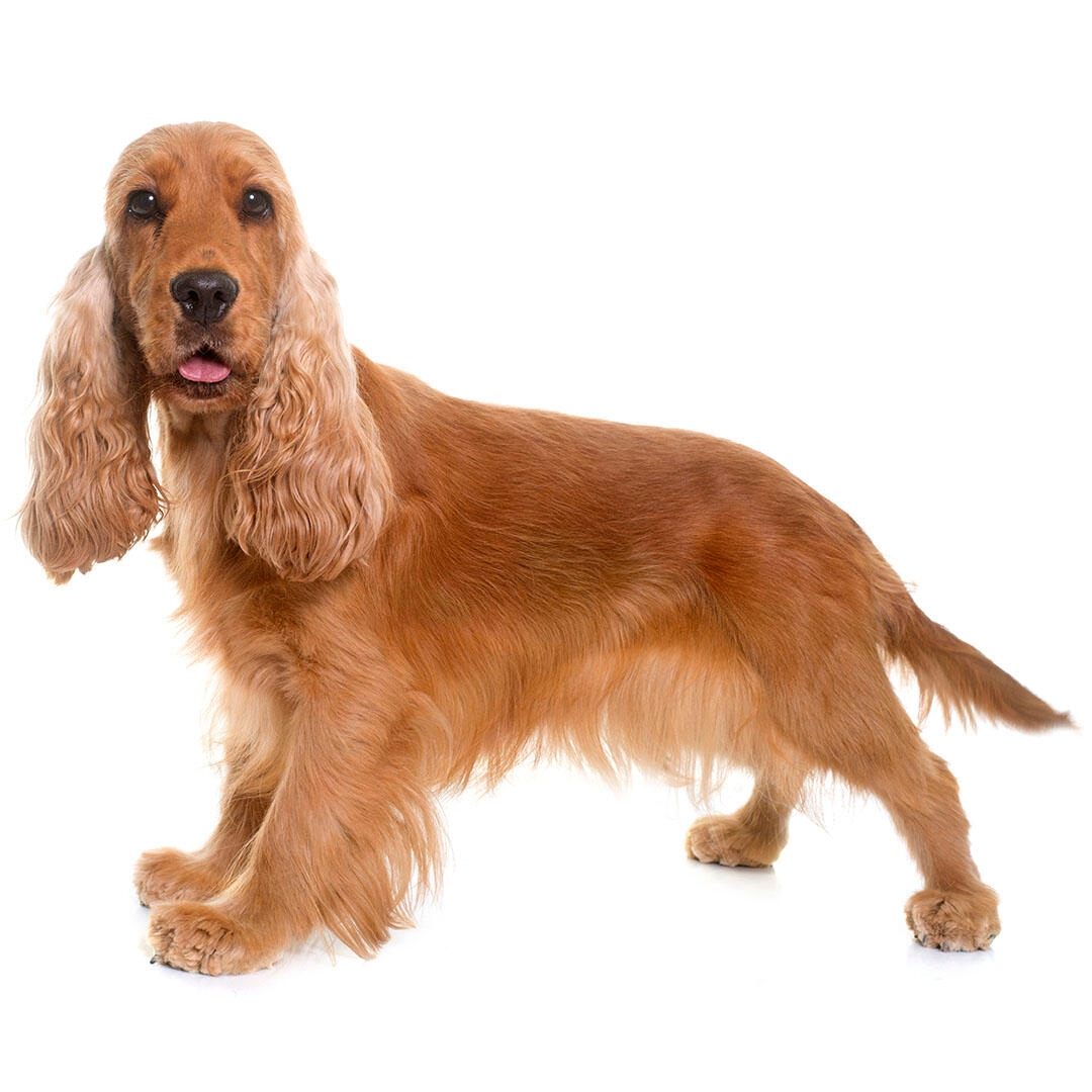 Hund Jonathan Strouds Bartimäus Wiki Fandom
