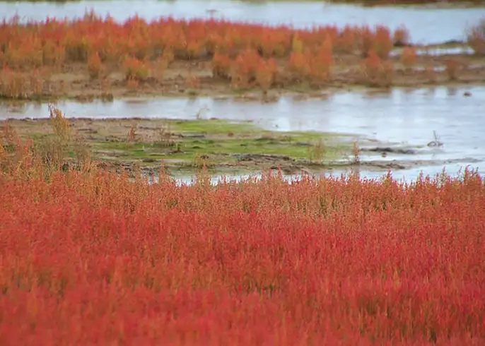 Red | Jonny RaZeR Wiki | Fandom